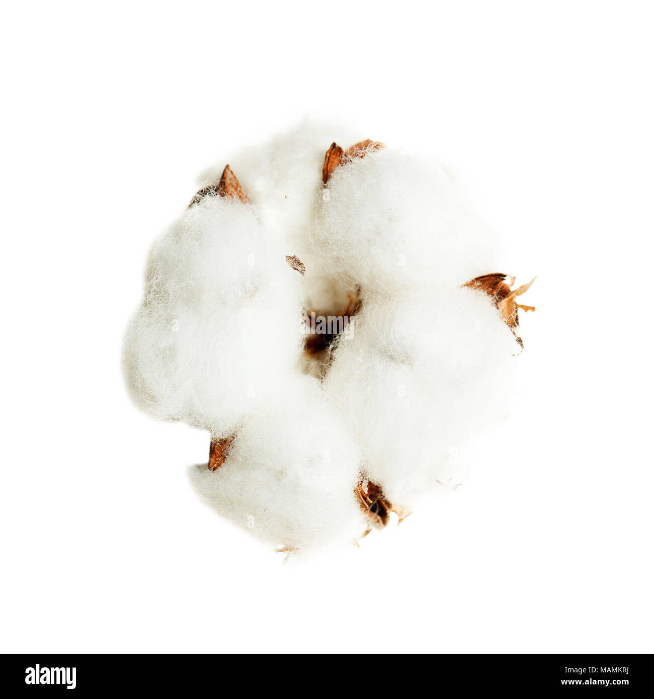 Cotton Flower Isolated on White Stock Photo - Alamy