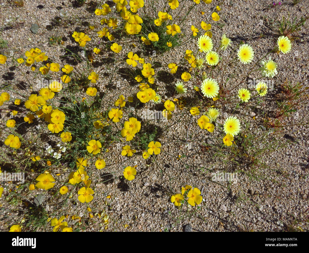 Cottonwood Spring with Wildflowers at Joshua Tree NP in CA Stock Photo ...