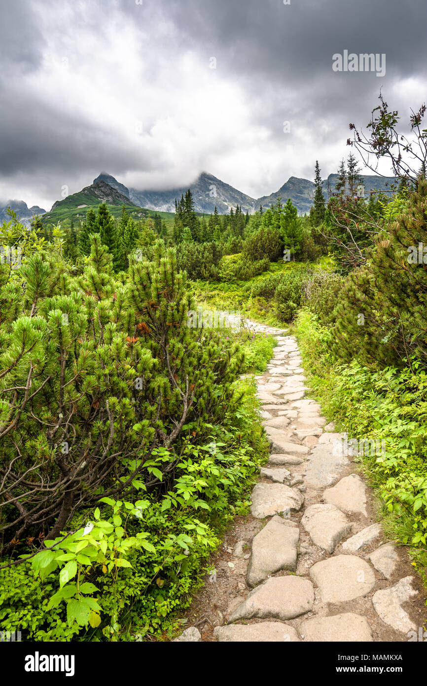 Landscape of mountain hiking trail in nature, road in wilderness, green ...
