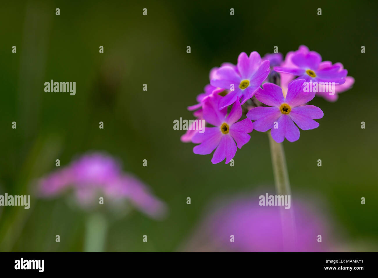 Birds eye flower hi-res stock photography and images - Alamy