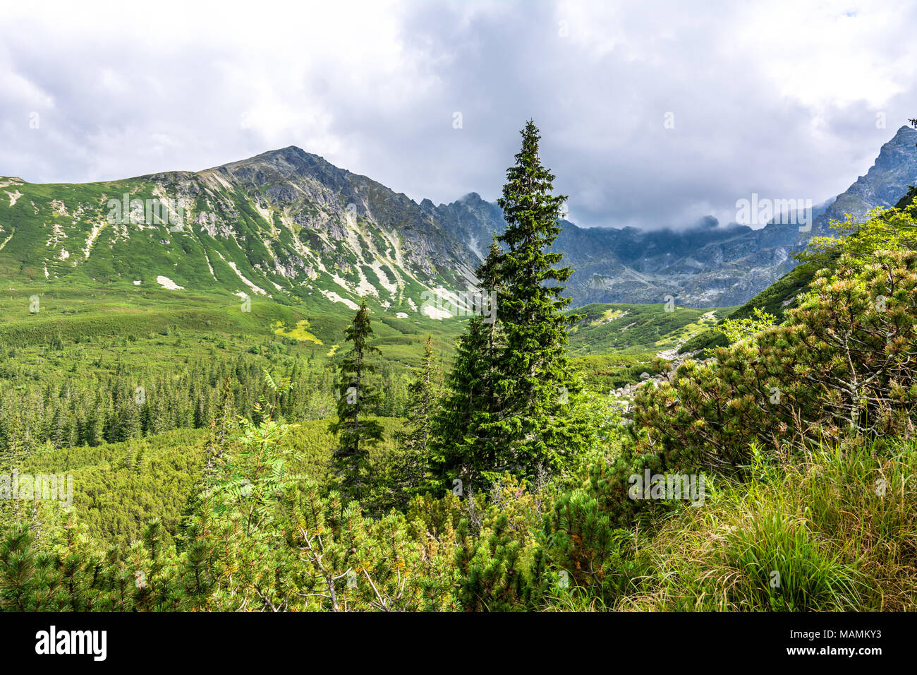 Fir Trees In The Alpine Valley High Resolution Stock Photography and ...