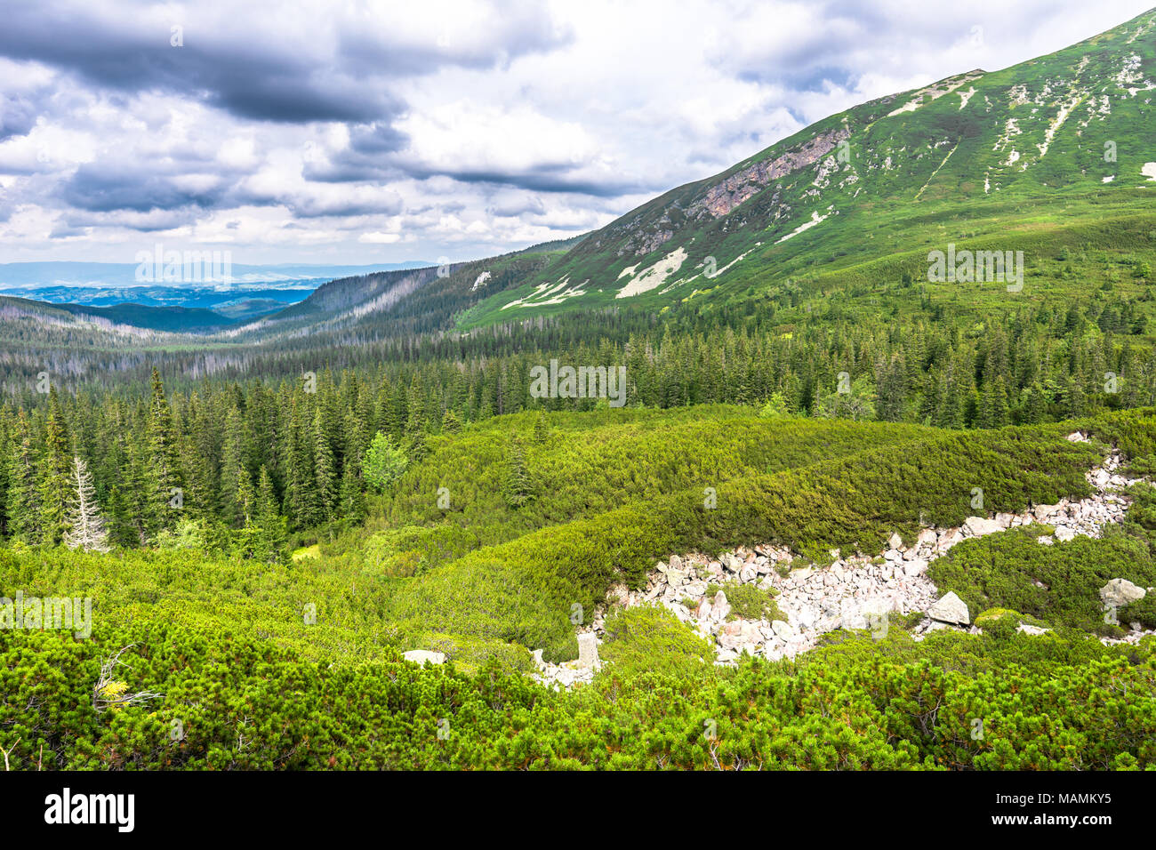 Green landscape of forest in mountains, panoramic vista of hillside and ...