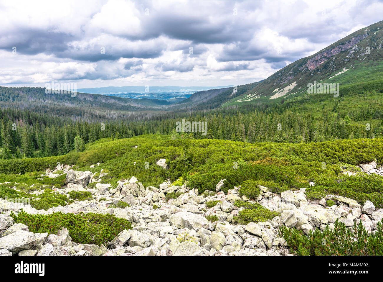 Green highlands with forest in the valley, panoramic landscape Stock ...