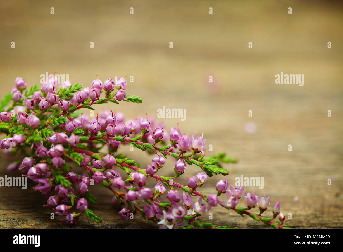 Vintage flowers background - macro, blurred card Stock Photo - Alamy