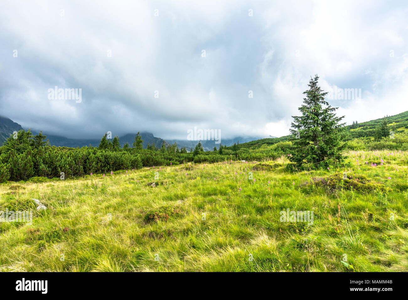 Green landscape in mountains, hills, pine trees and meadow with spring ...
