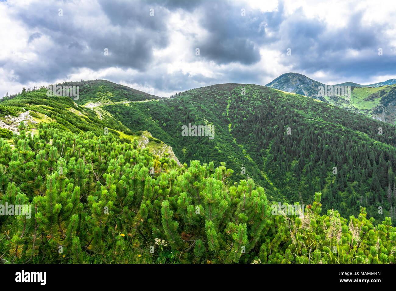 Green hills covered forest, mountain landscape Stock Photo - Alamy
