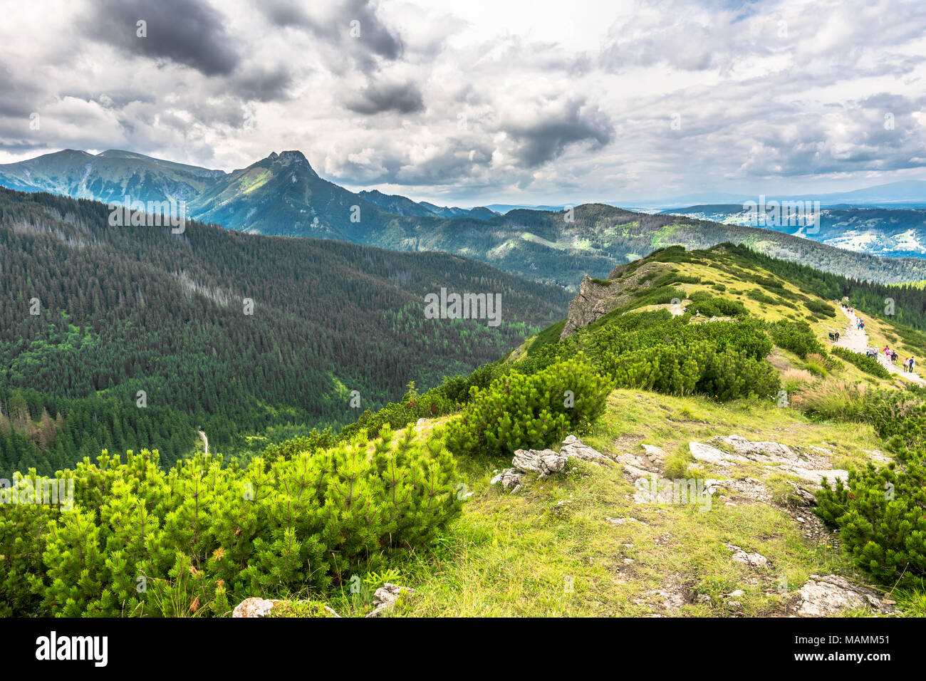 Tatra mountains trees hi-res stock photography and images - Alamy
