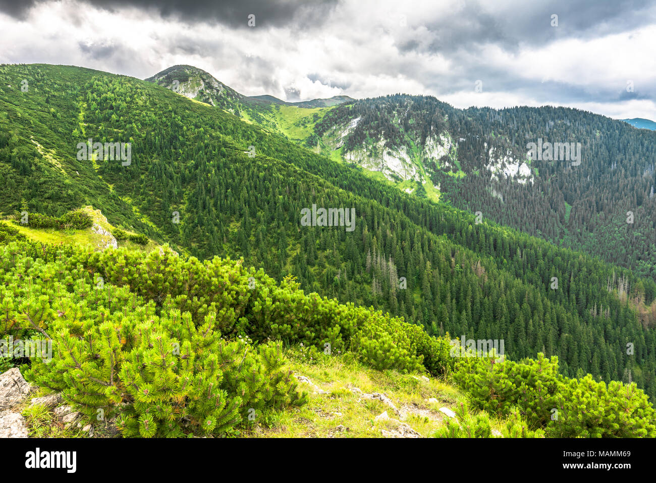 Poland forest mountain hi-res stock photography and images - Alamy