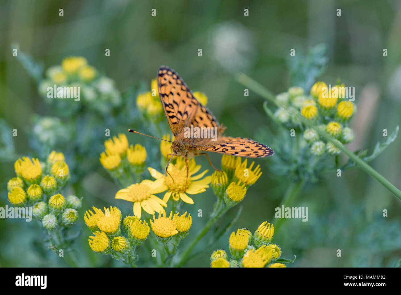 Dark Green Fritillary Butterfly; Argynnis aglaja Single on Flower ...