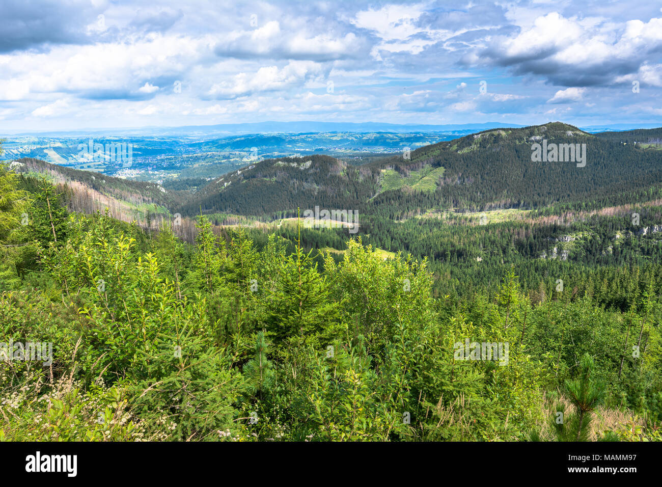 Pine forest in zakopane hi-res stock photography and images - Alamy