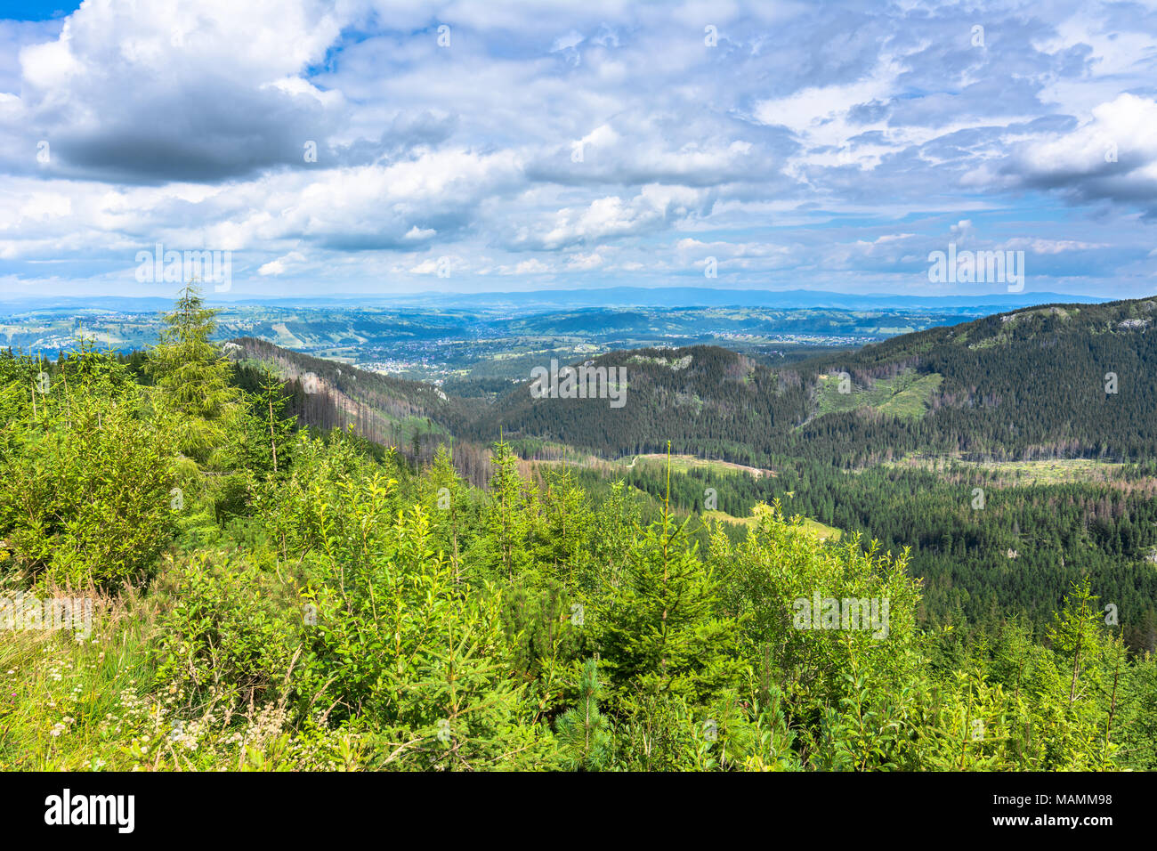 Green mountain forest in spring, landscape Stock Photo - Alamy