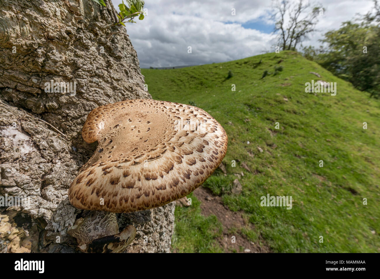 Yorkshire tree hi-res stock photography and images - Alamy