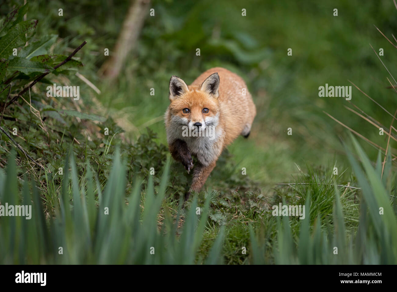 Fox walking hi-res stock photography and images - Alamy