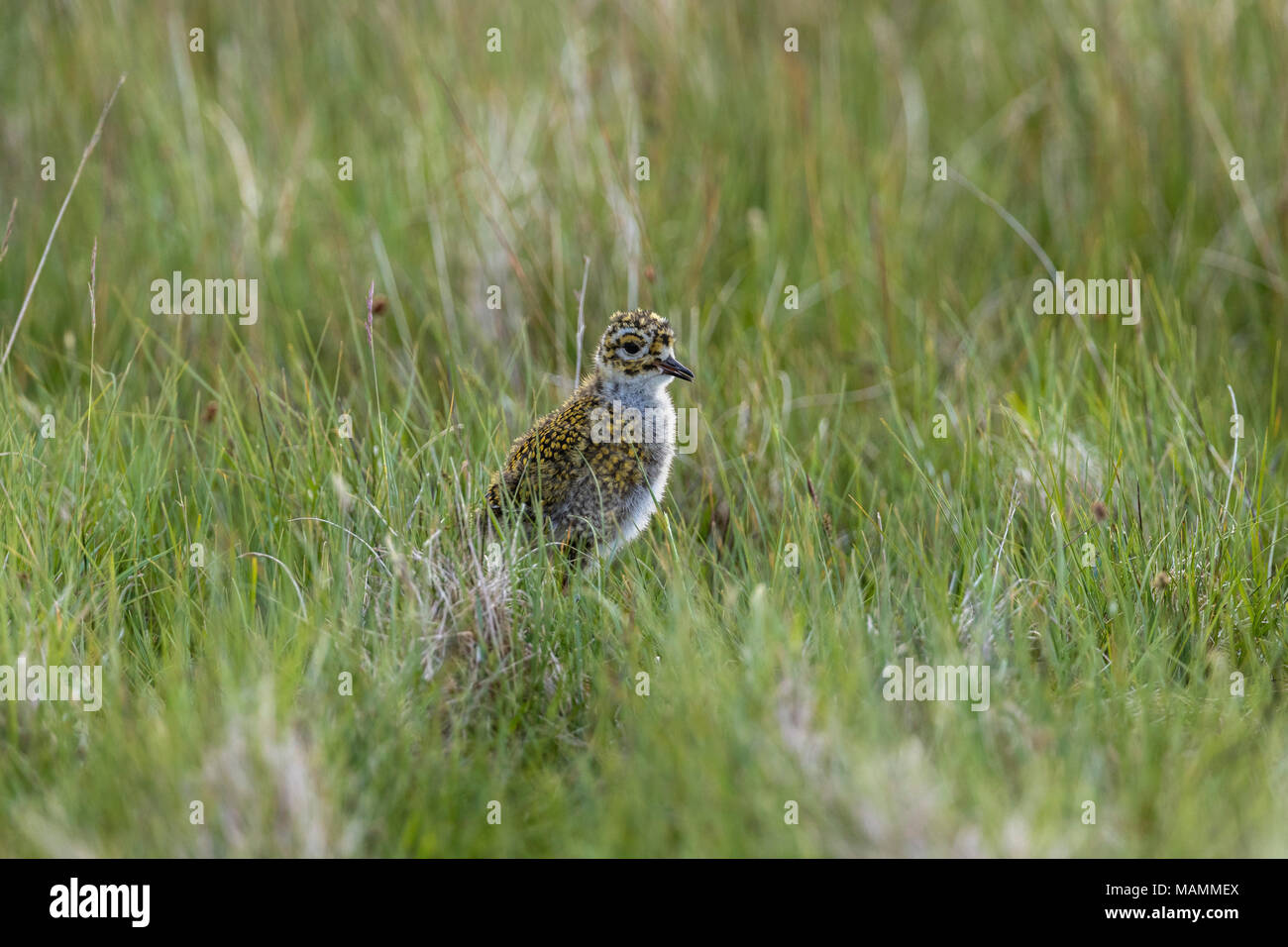 Golden plover pluvialis apricaria chick hi-res stock photography and ...
