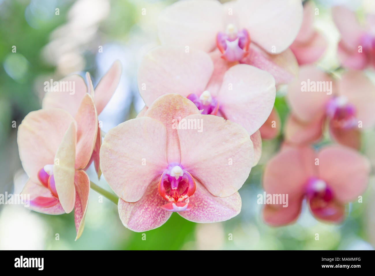 Orchid flower in garden at winter or spring day for postcard beauty and ...