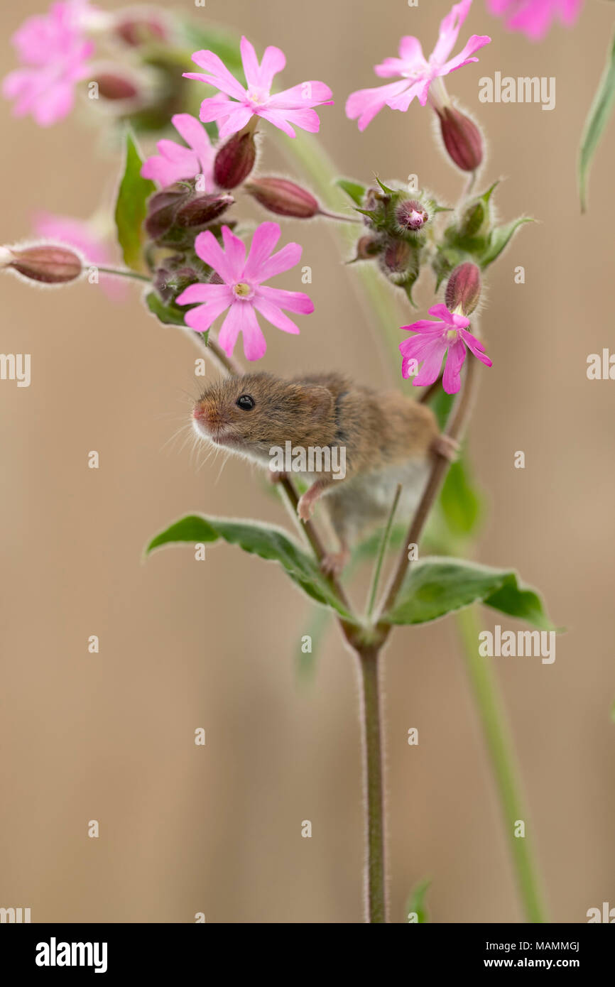 Mouse flower hi-res stock photography and images - Alamy