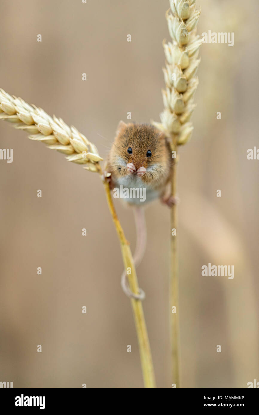 Mouse washing hi-res stock photography and images - Alamy