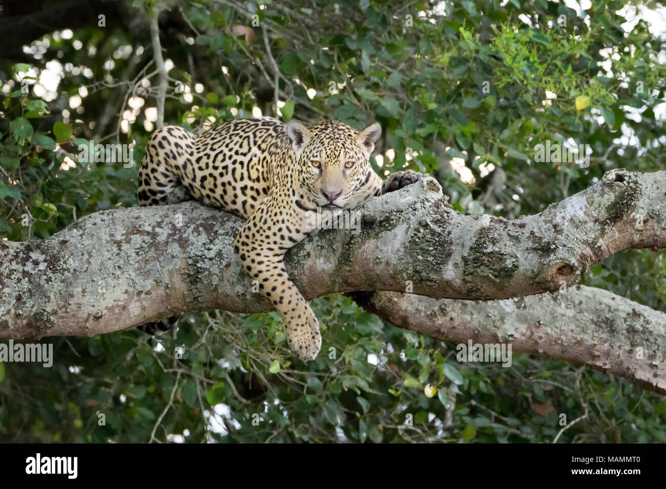 Jaguar in tree hi-res stock photography and images - Alamy