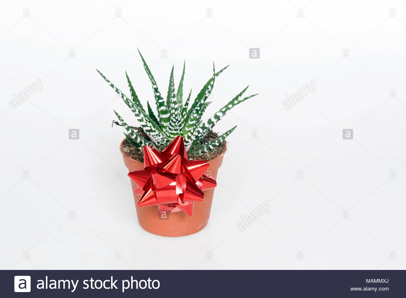 Ribbon Plant Stock Photos & Ribbon Plant Stock Images - Alamy