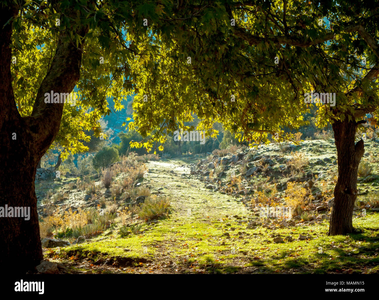 Mediterranean olive grove with old olive tree Stock Photo - Alamy
