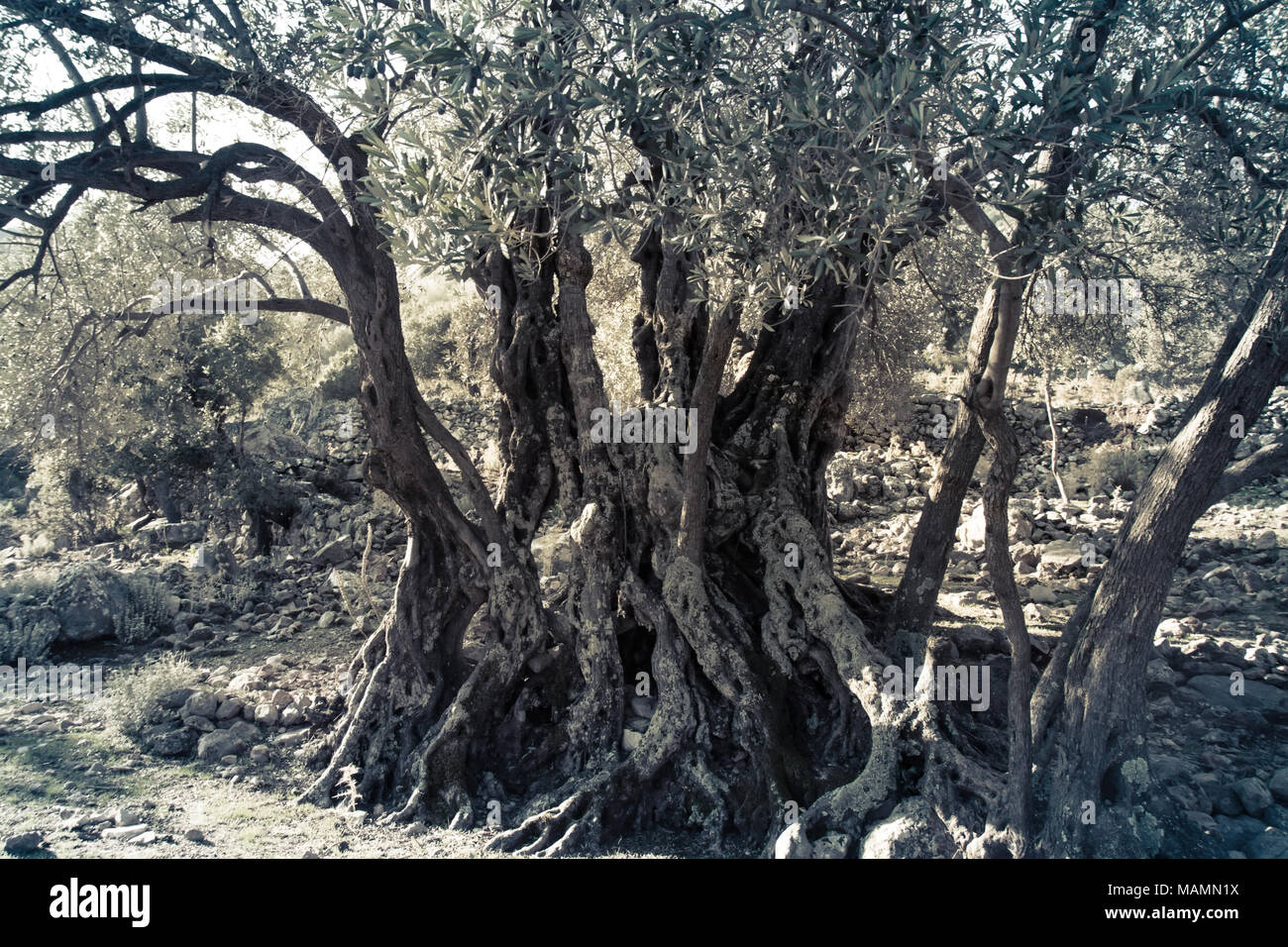 Mediterranean olive grove with old olive tree Stock Photo - Alamy