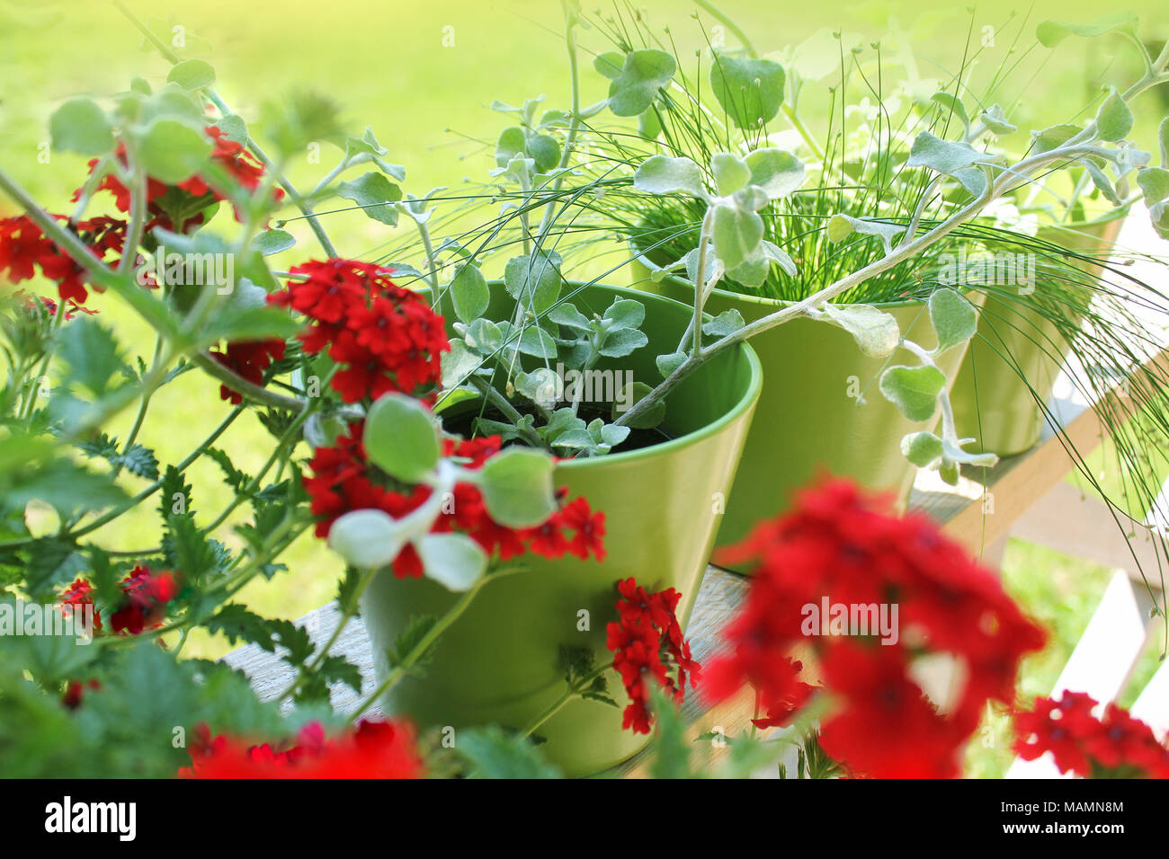 Verbena flowers in pots on terrace Stock Photo - Alamy