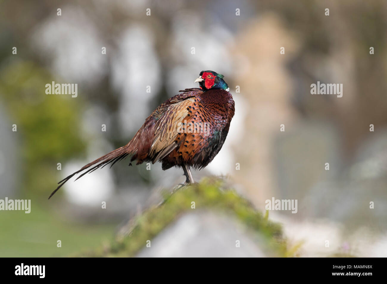 Pheasant; Phasianus colchicus Single Male Cornwall; UK Stock Photo - Alamy