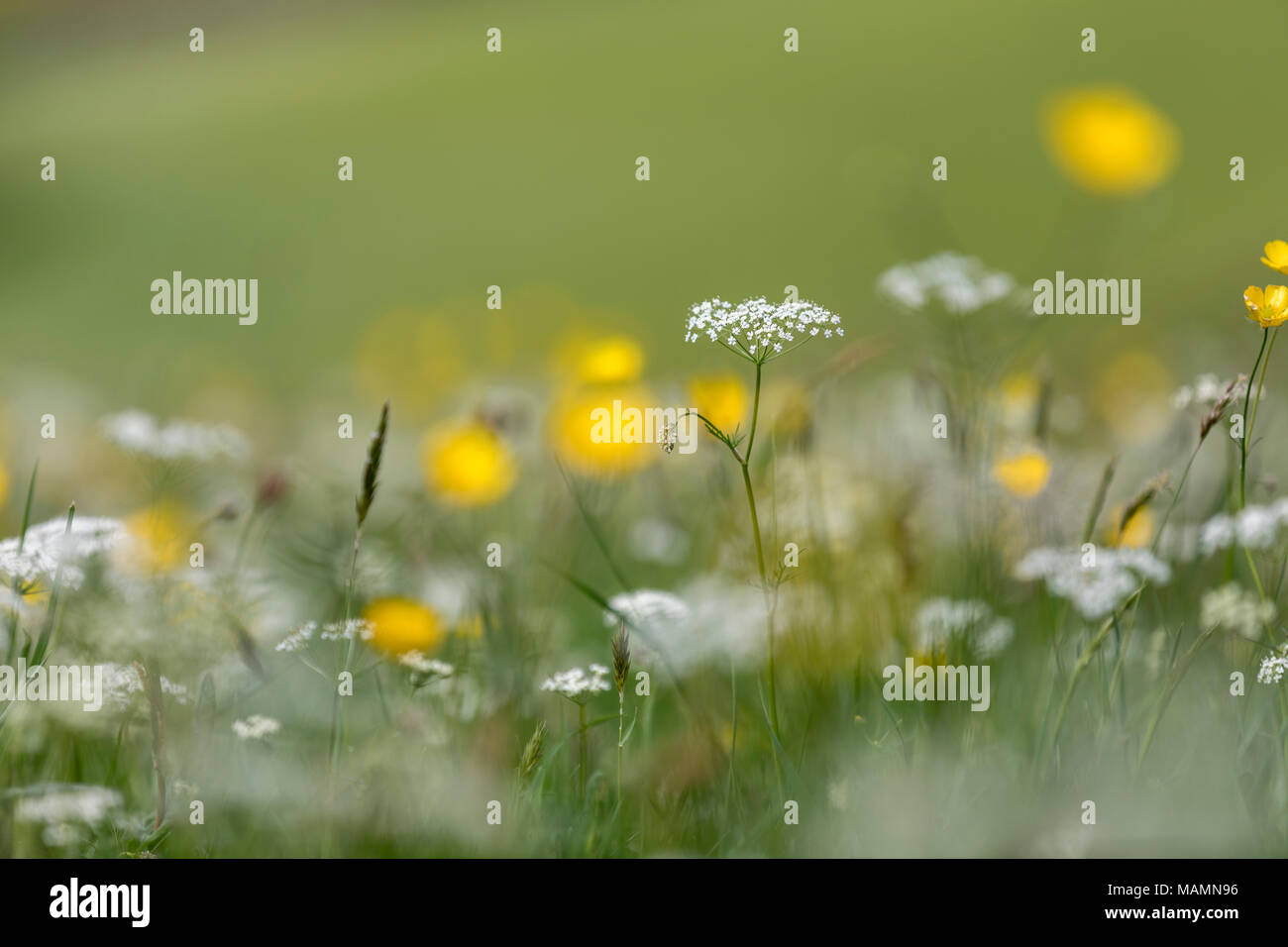 Pignut High Resolution Stock Photography and Images - Alamy