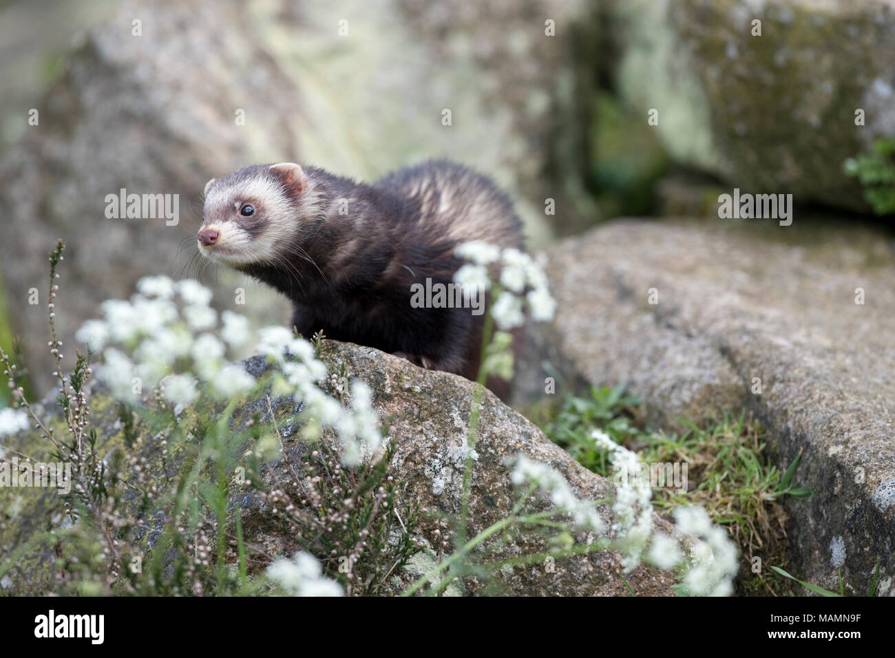 Polecat face hi-res stock photography and images - Alamy