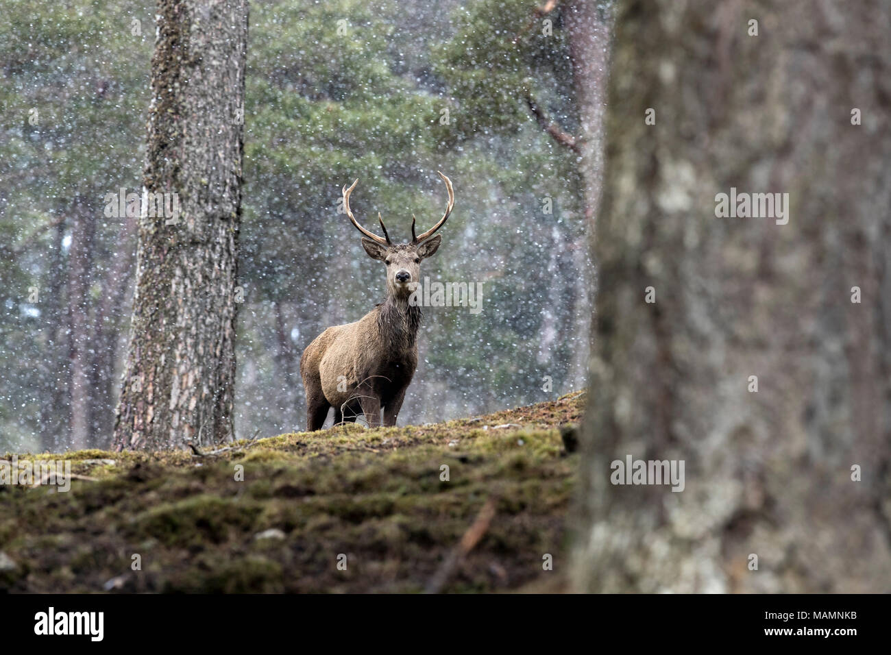 Red deer stag snow hi-res stock photography and images - Alamy