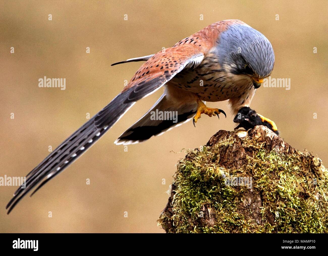 Male kestrel hi-res stock photography and images - Alamy