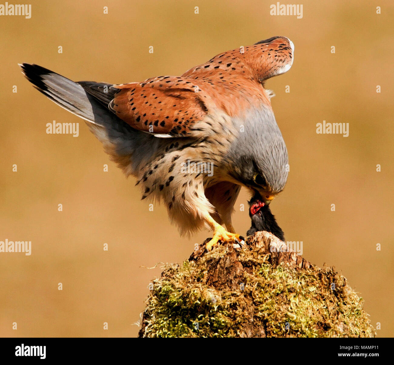Male Kestrel with Prey Stock Photo - Alamy