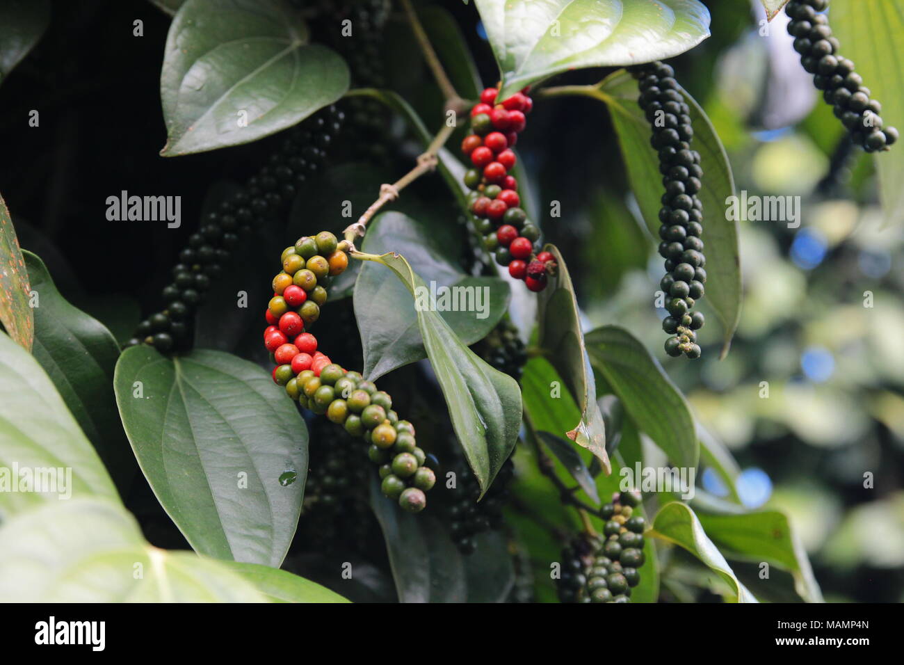 Close-up of fresh live red green color ripened peppercorns (Black ...