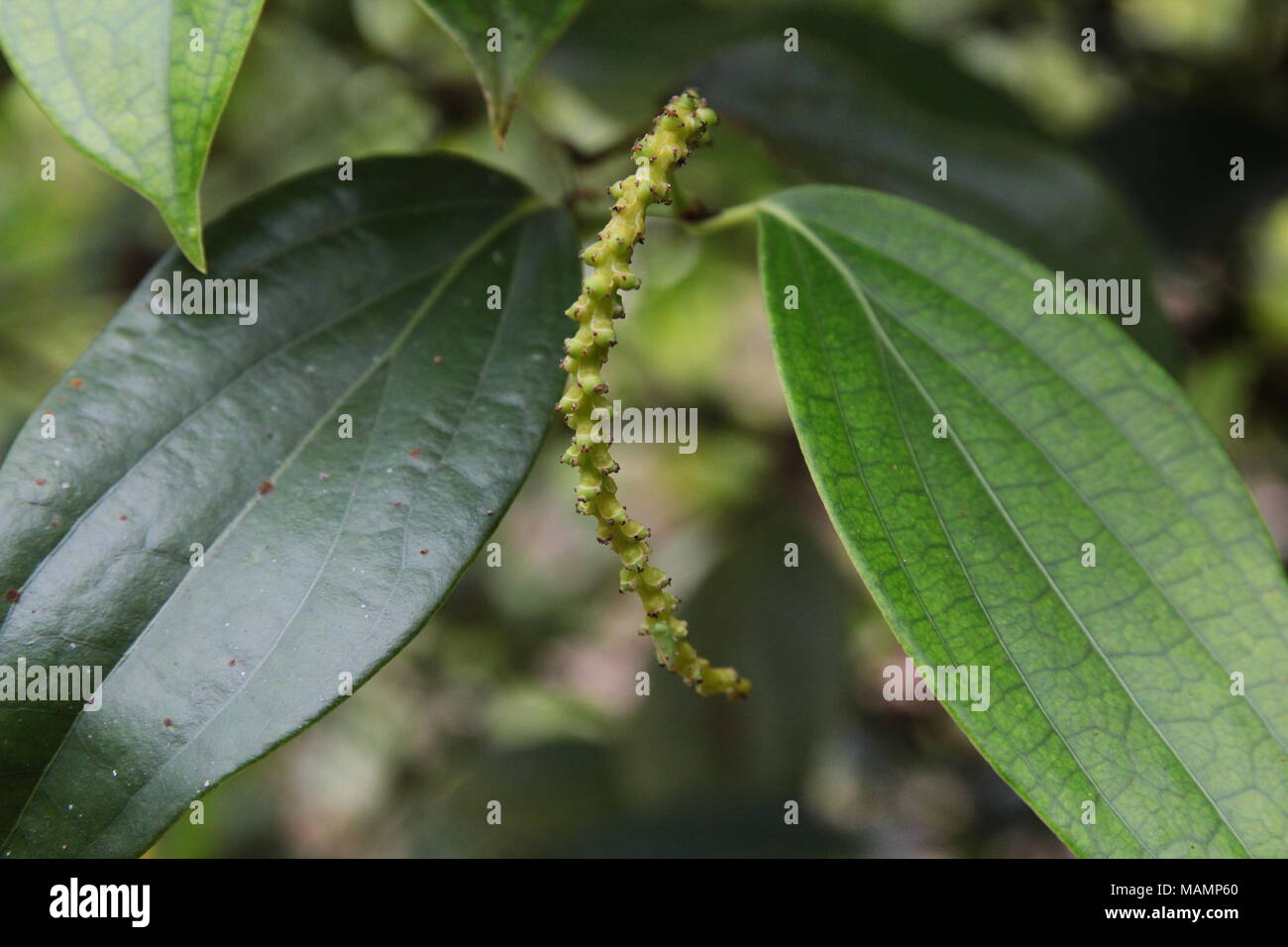 Black pepper piper nigrum flowering hi-res stock photography and images ...