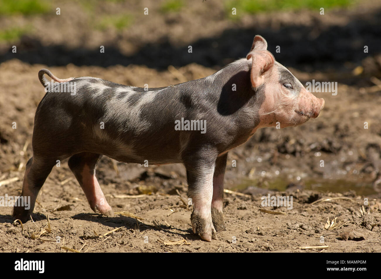 Bio tierhaltung hi-res stock photography and images - Alamy