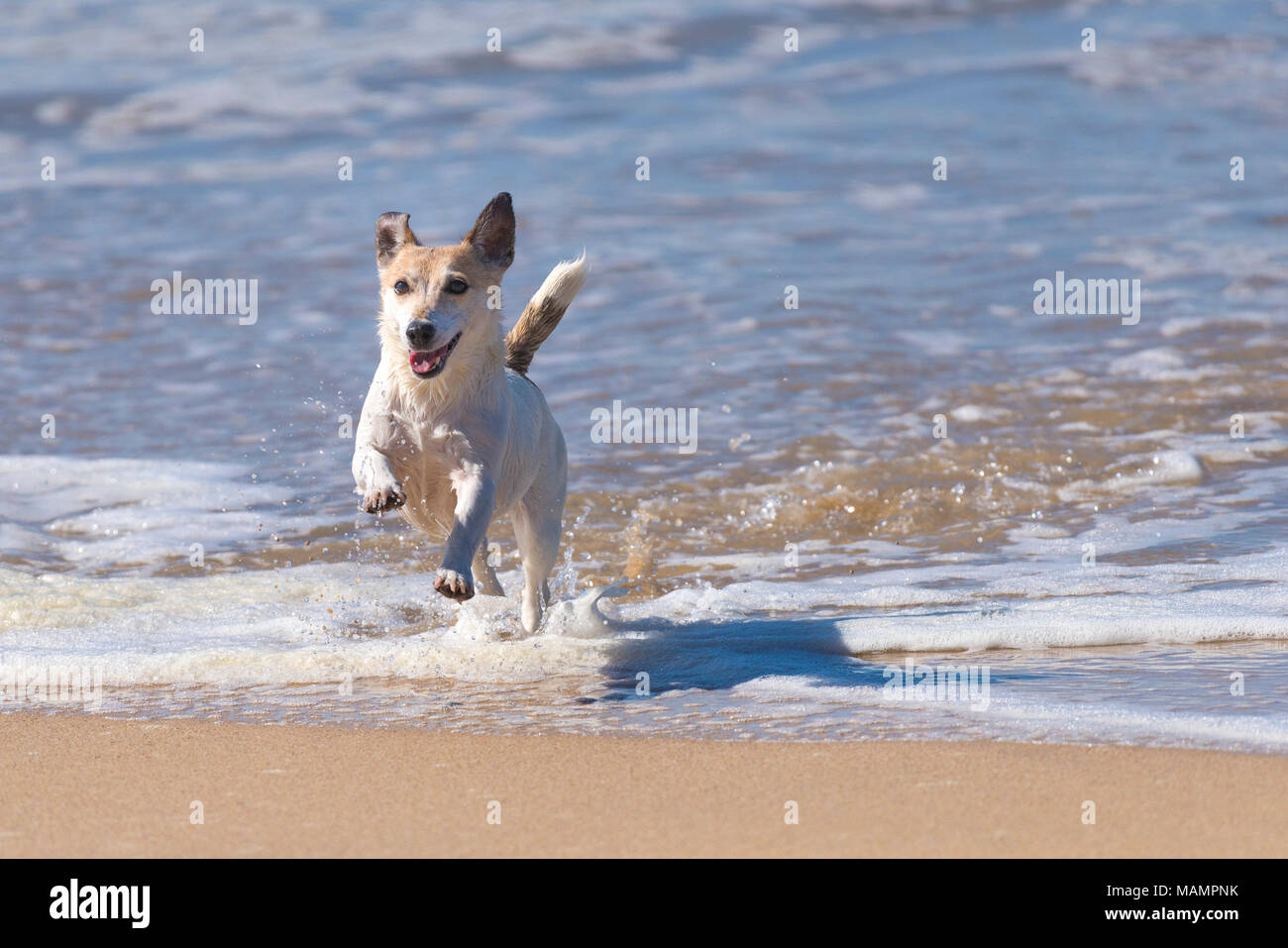 Dog seaside hi-res stock photography and images - Alamy