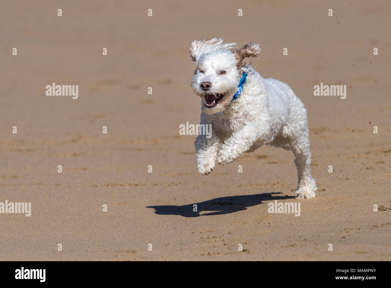 Cockapoo High Resolution Stock Photography and Images - Alamy