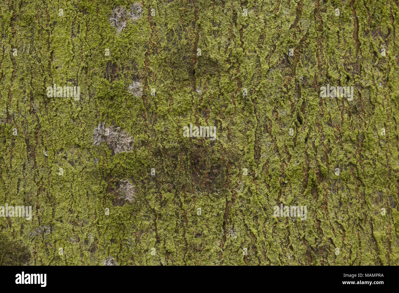 Tree bark background / texture Stock Photo - Alamy