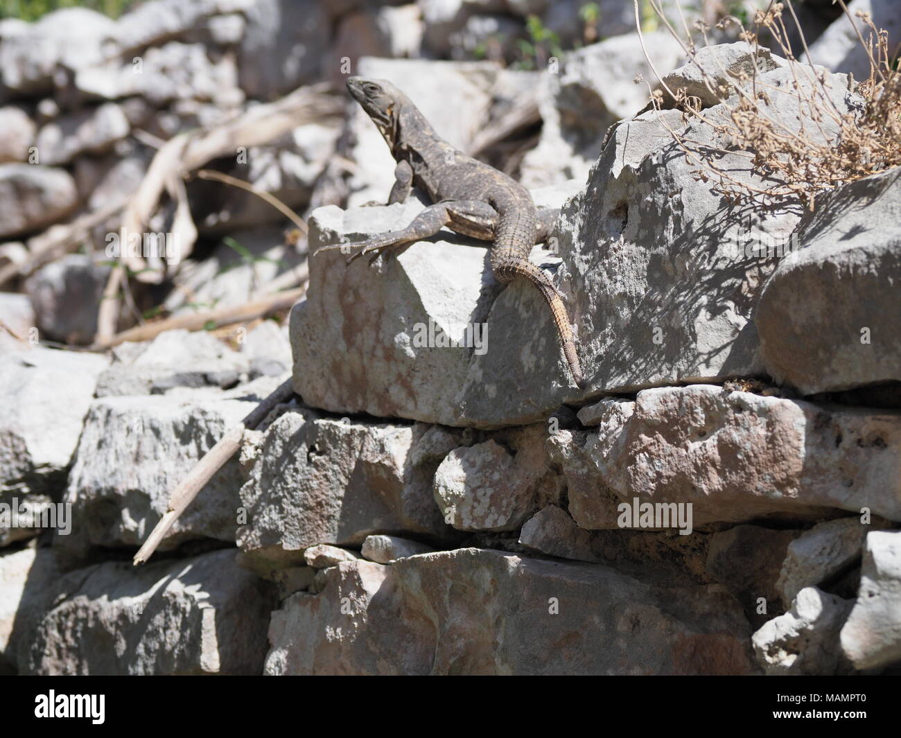 Ctenosaura similis animal known as black spiny-tailed iguana at TULUM ...