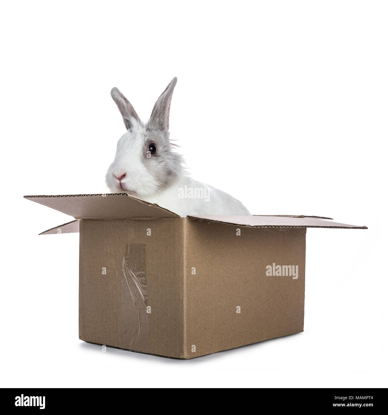 Cute white with grey shorthair bunny sitting in carton box isolated on ...