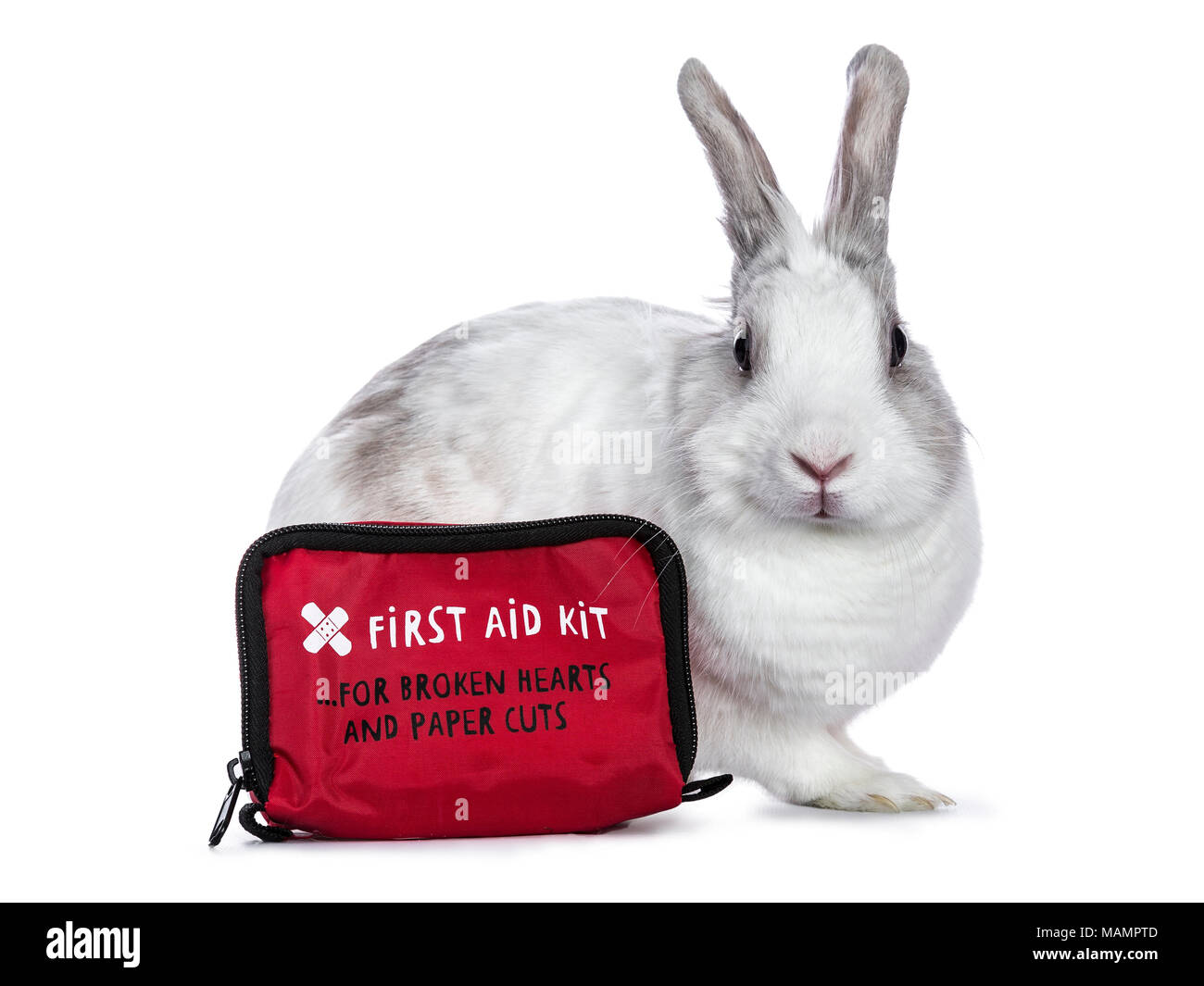 Cute white with grey shorthair bunny sitting side ways with red and ...