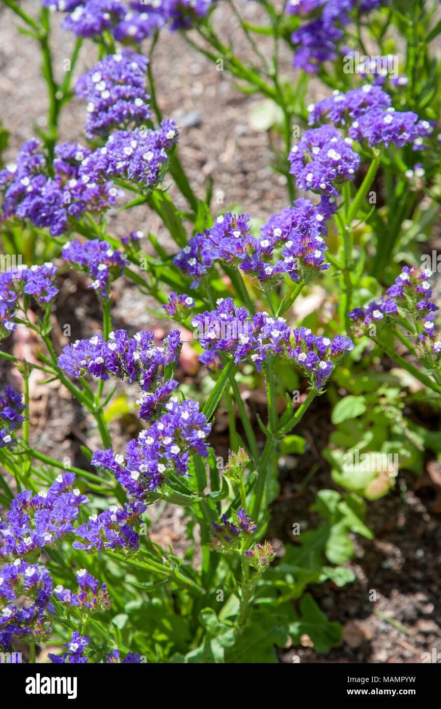 Statice limonium sinuatum hi-res stock photography and images - Alamy