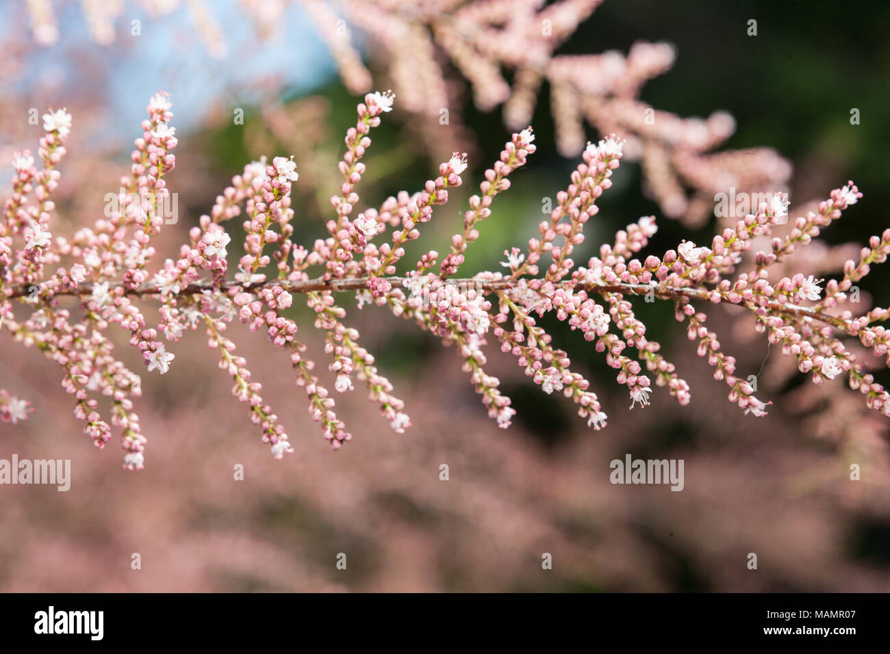Tamarix hi-res stock photography and images - Alamy