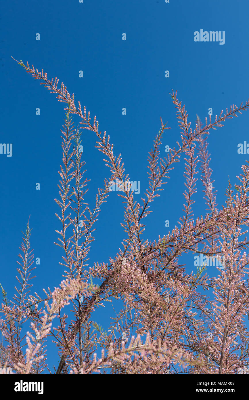 Tamarix ramosissima tamaricaceae hi-res stock photography and images ...