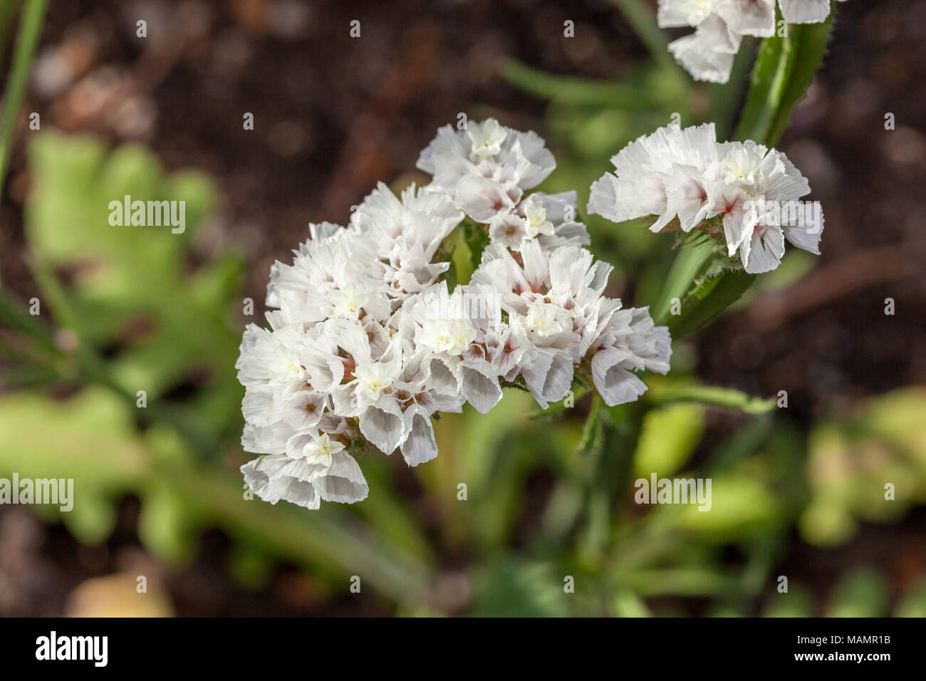 Risp hi-res stock photography and images - Alamy