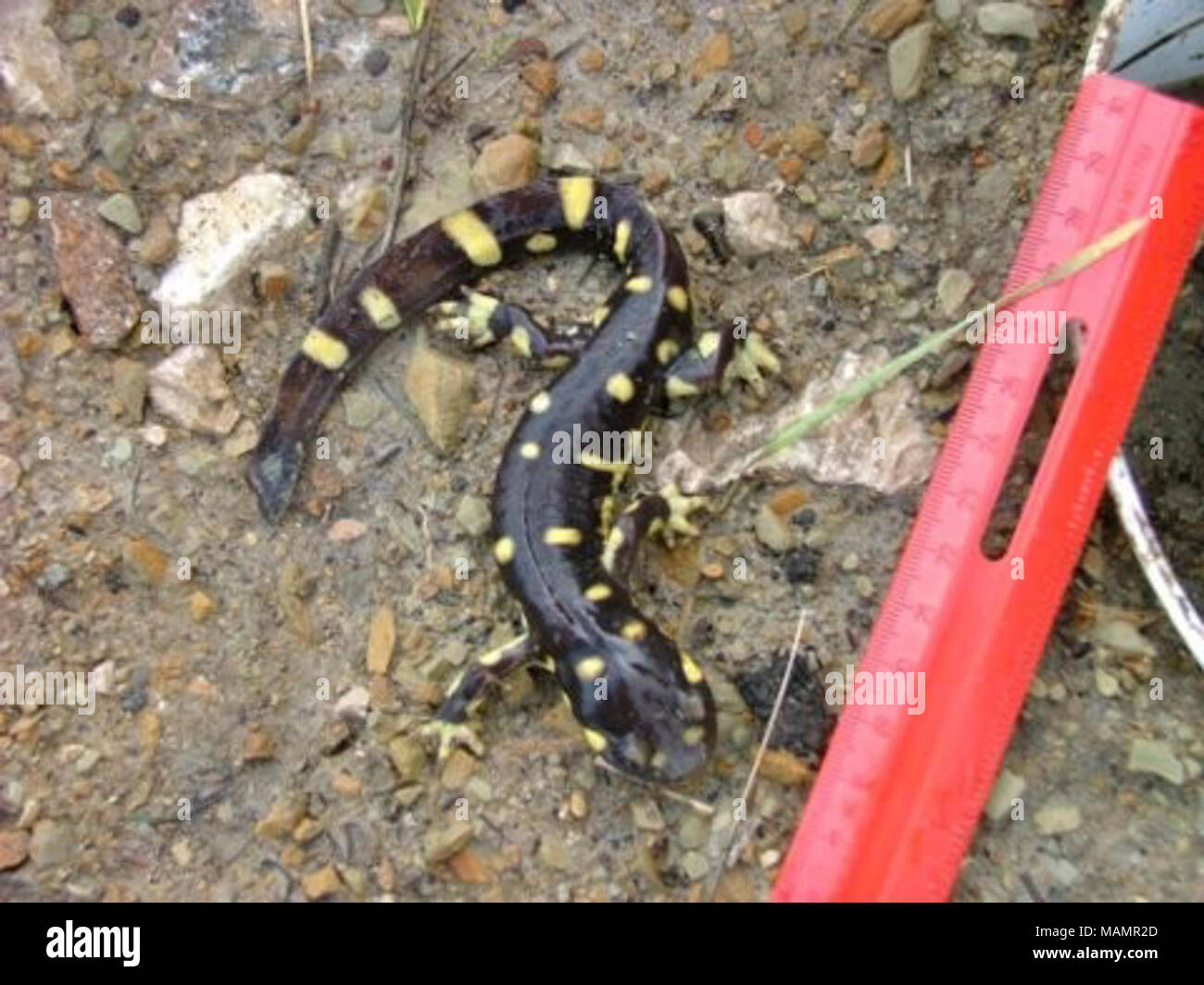 An adult California tiger salamander Stock Photo - Alamy