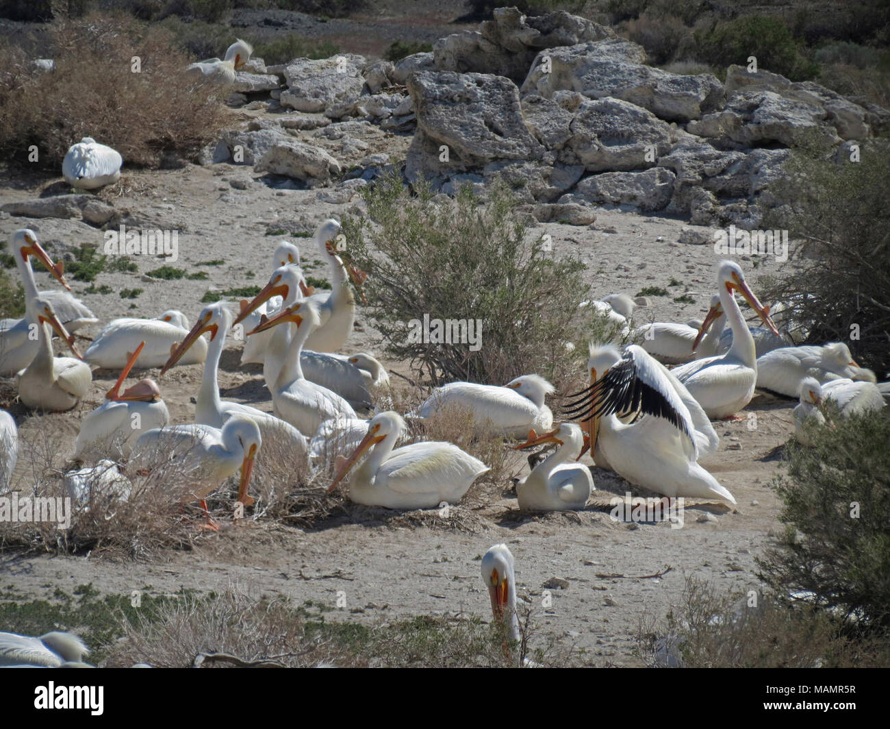 Anaho Island NWR adult American white pelican on nest Stock Photo - Alamy