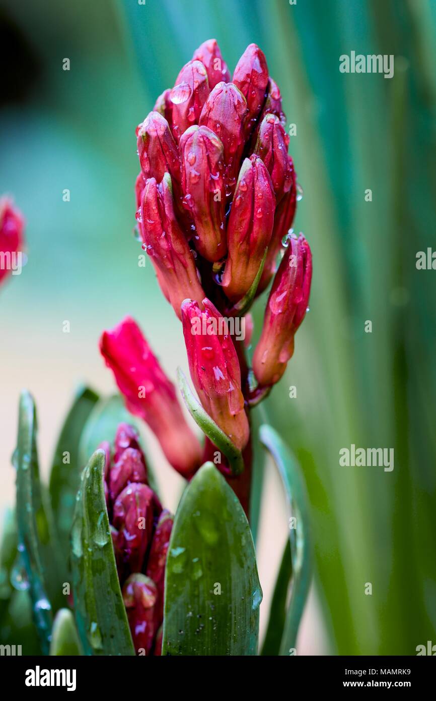 A stunning red Hyacinth (Hyacinthus orientalis Stock Photo - Alamy