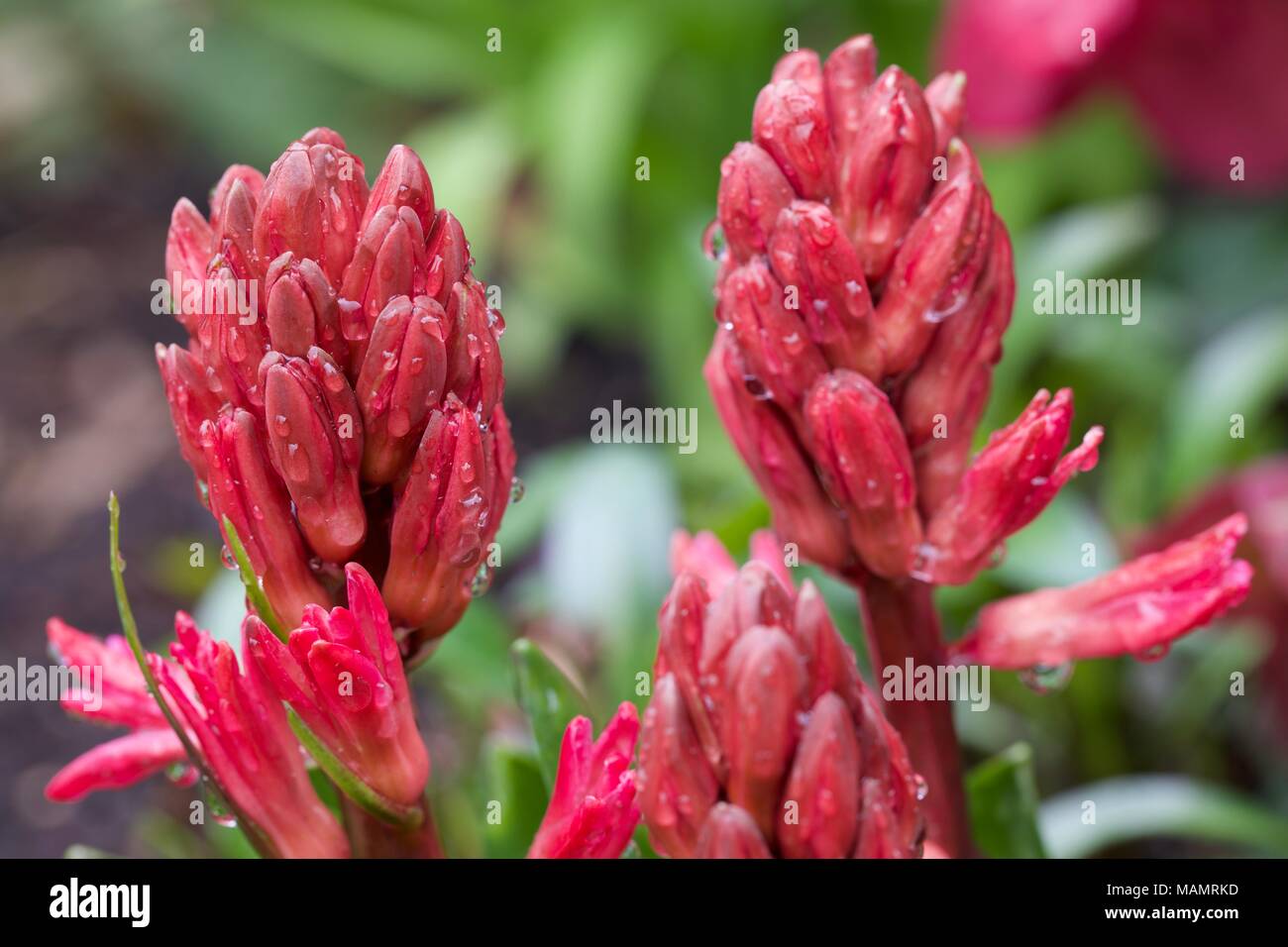 A stunning red Hyacinth (Hyacinthus orientalis Stock Photo - Alamy