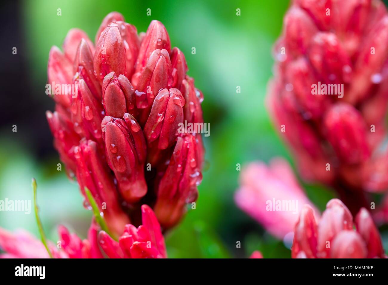 A stunning red Hyacinth (Hyacinthus orientalis Stock Photo - Alamy
